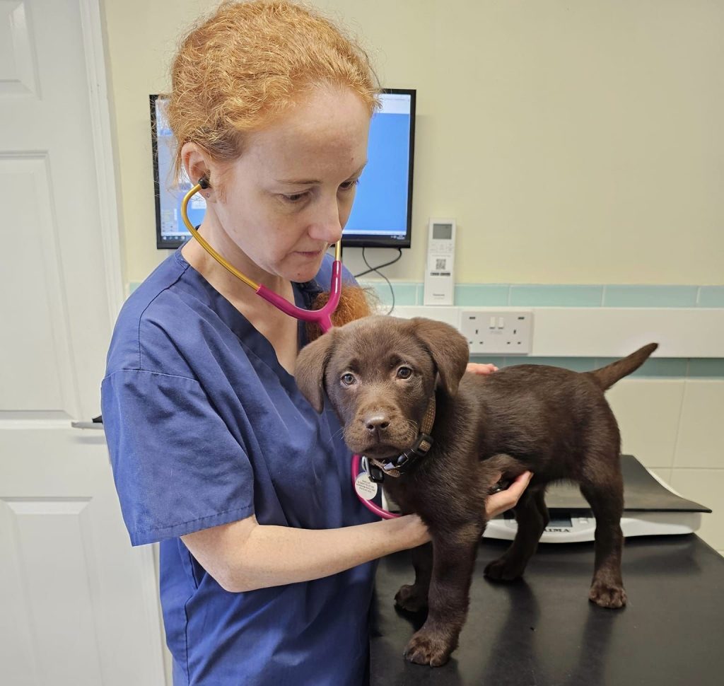 Services | Vets That Care - It's in Our DNA | Arthur Lodge Veterinary ...